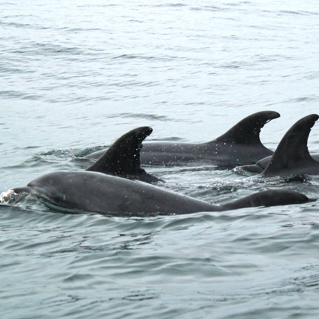 Dolphin Fun Facts: Get to Know the Atlantic Bottlenose Dolphin ...