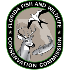 Junonia Shell: Marco Island Florida's Elusive "J" Shelling Treasure