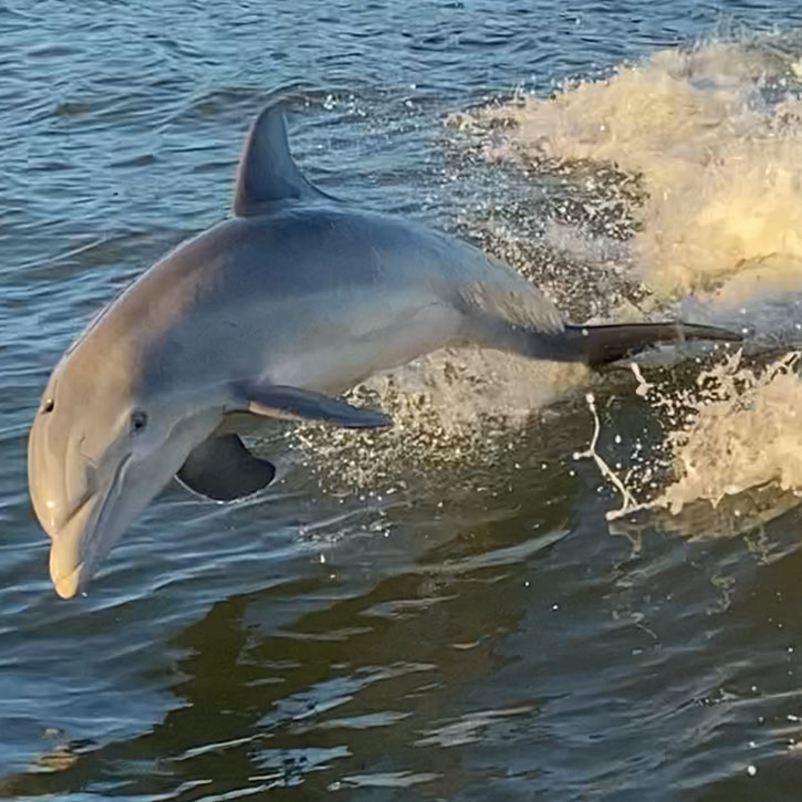 Dolphin Fun Facts: Get to Know the Atlantic Bottlenose Dolphin ...