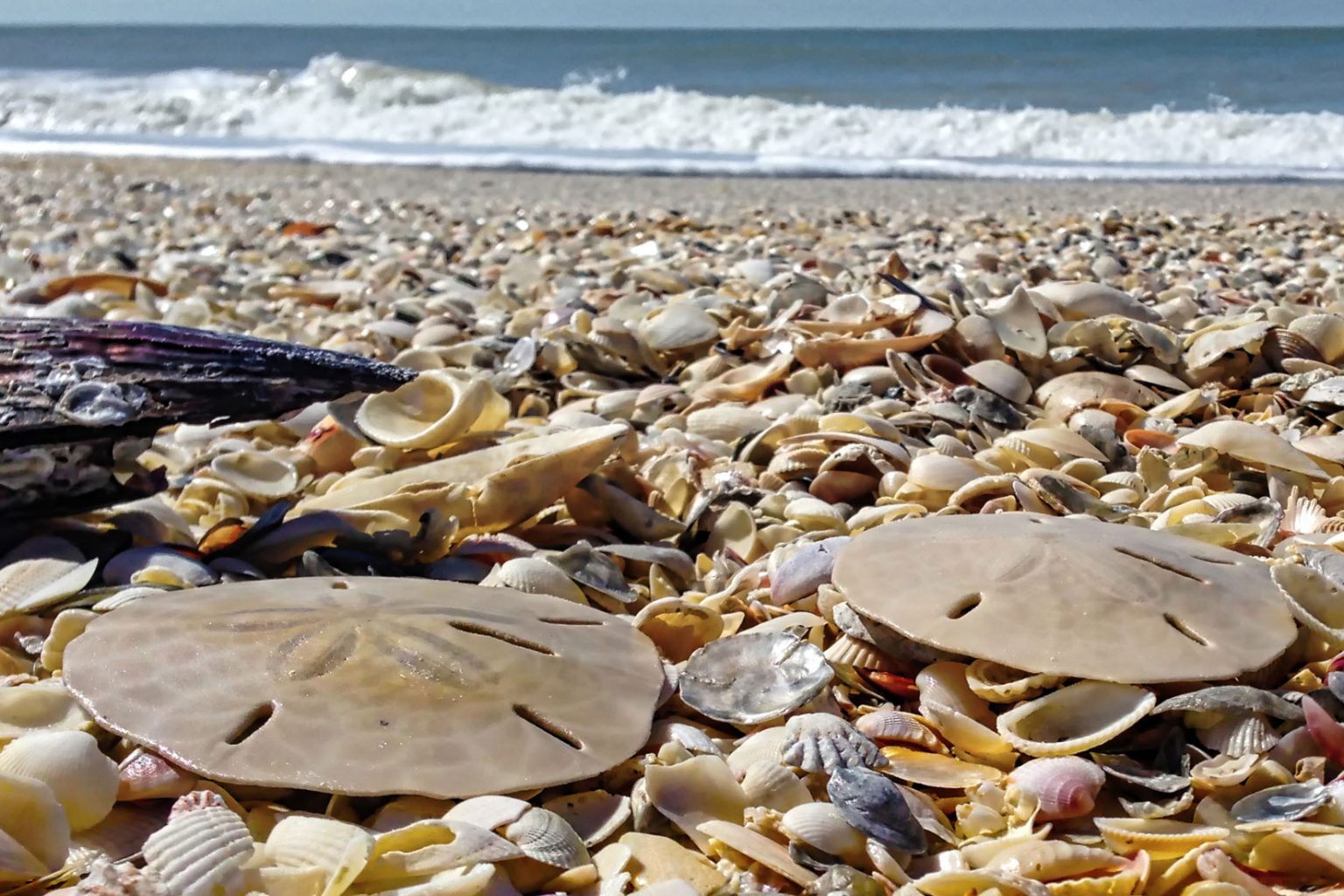Shelling Boat Tour on Marco | Marco Island Shelling Boat Tour