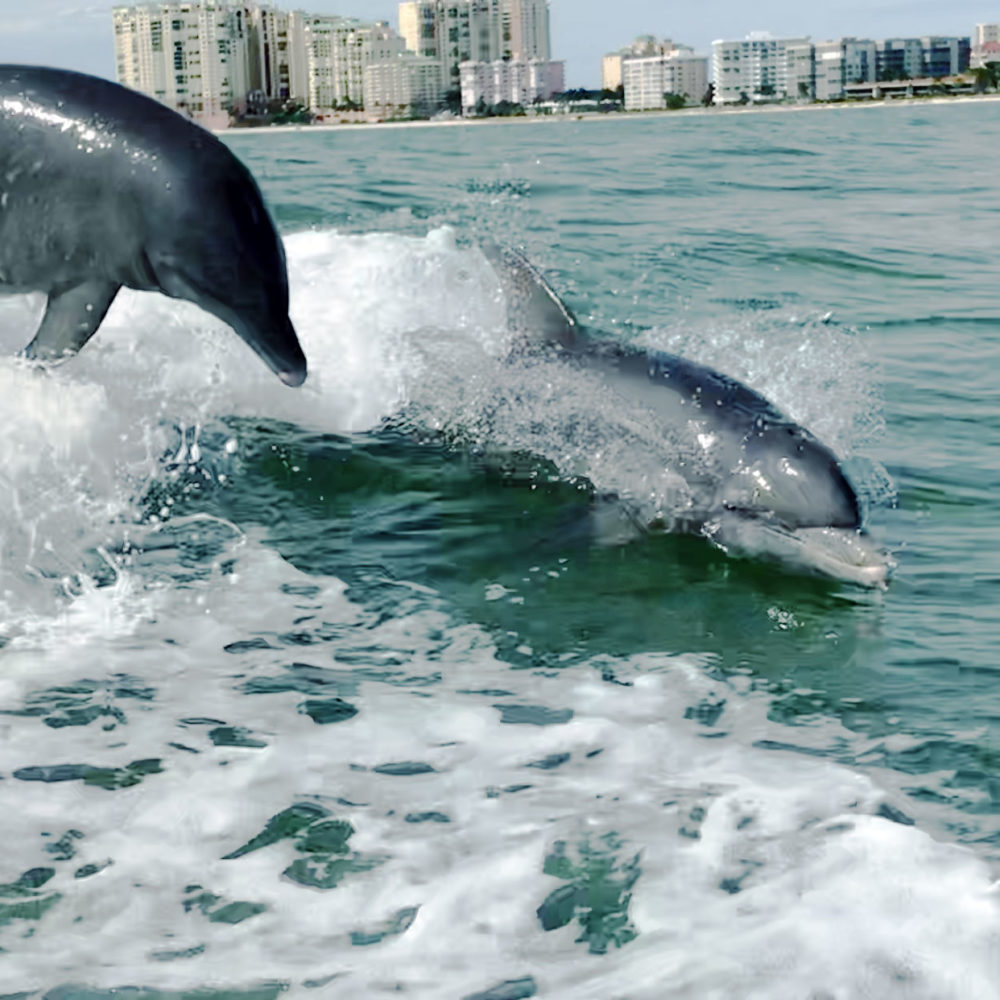 Dolphin Boat Tour Marco Island - A Must-Do Family Adventure