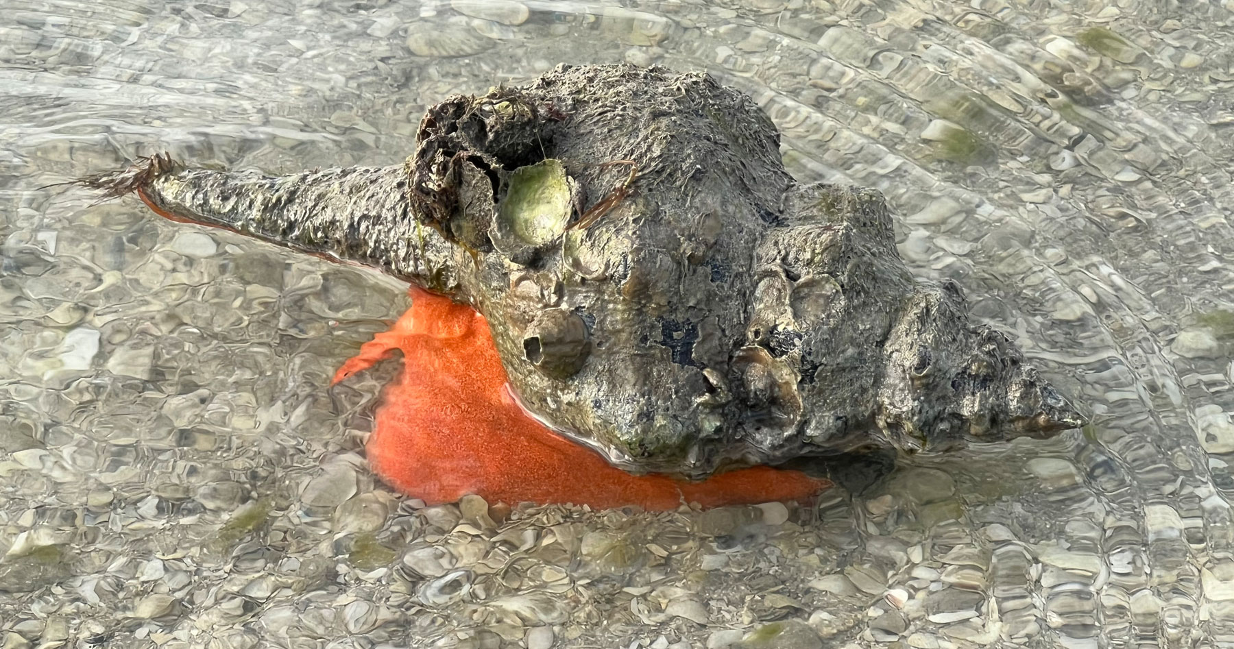 Conch Shells - Explore the Fascinating Biology of Conch Shells