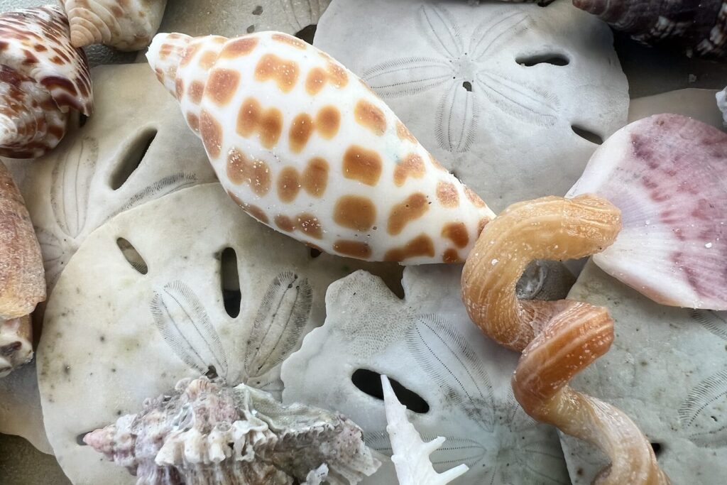 Junonia Shell: Marco Island Florida's Elusive "J" Shelling Treasure