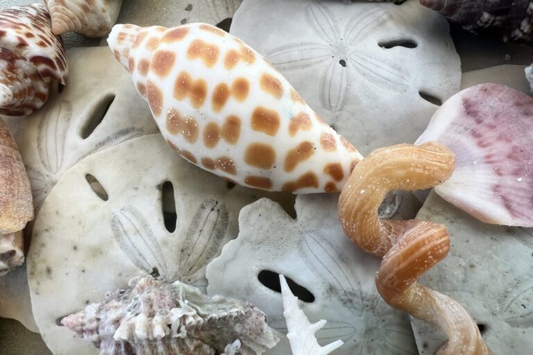 Junonia Shell: Marco Island Florida's Elusive "J" Shelling Treasure