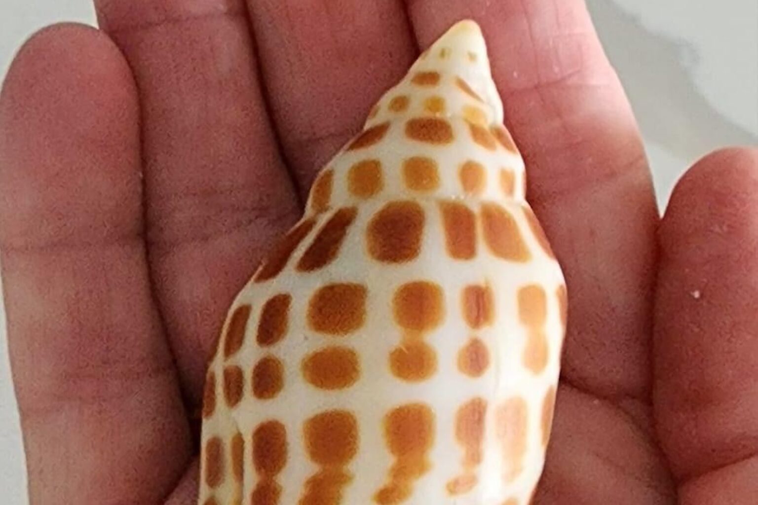 Junonia Shell: Marco Island Florida's Elusive "J" Shelling Treasure