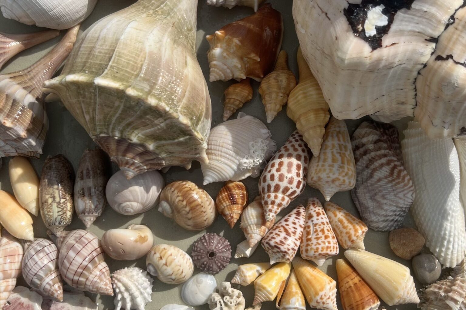 Junonia Shell: Marco Island Florida's Elusive "J" Shelling Treasure