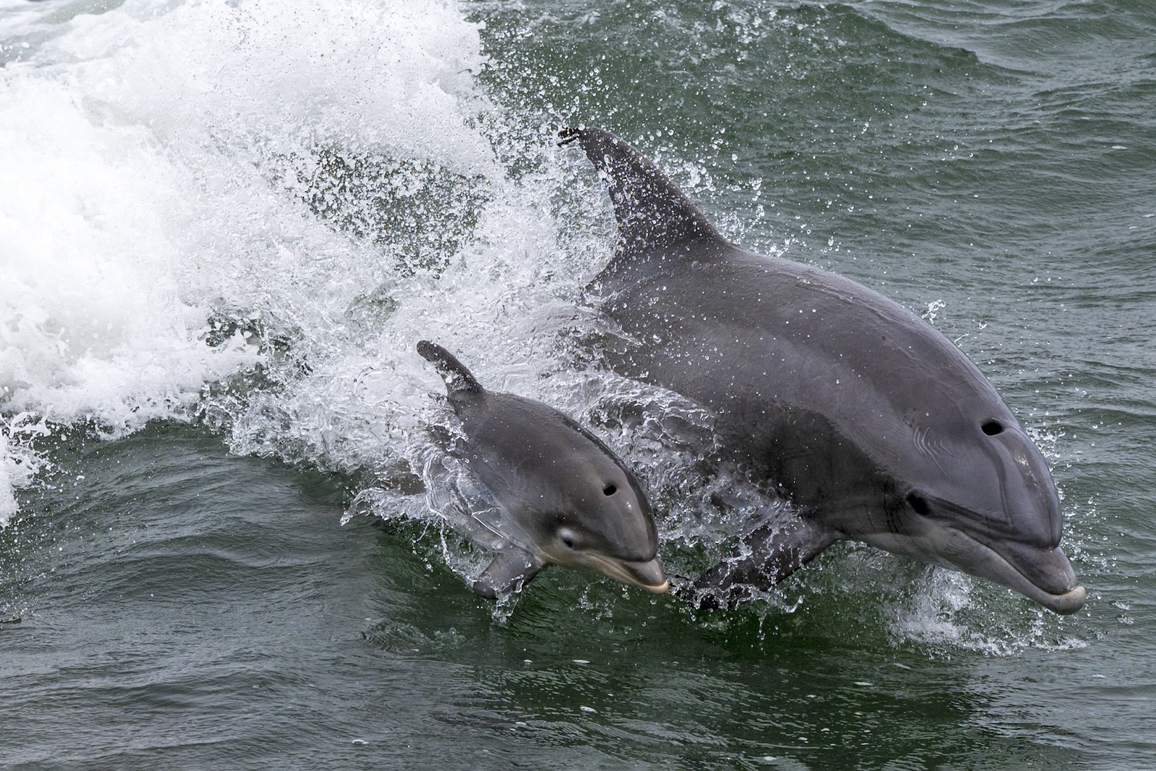 Eco tour Marco Island - Dolphins and shelling in the 10000 islands